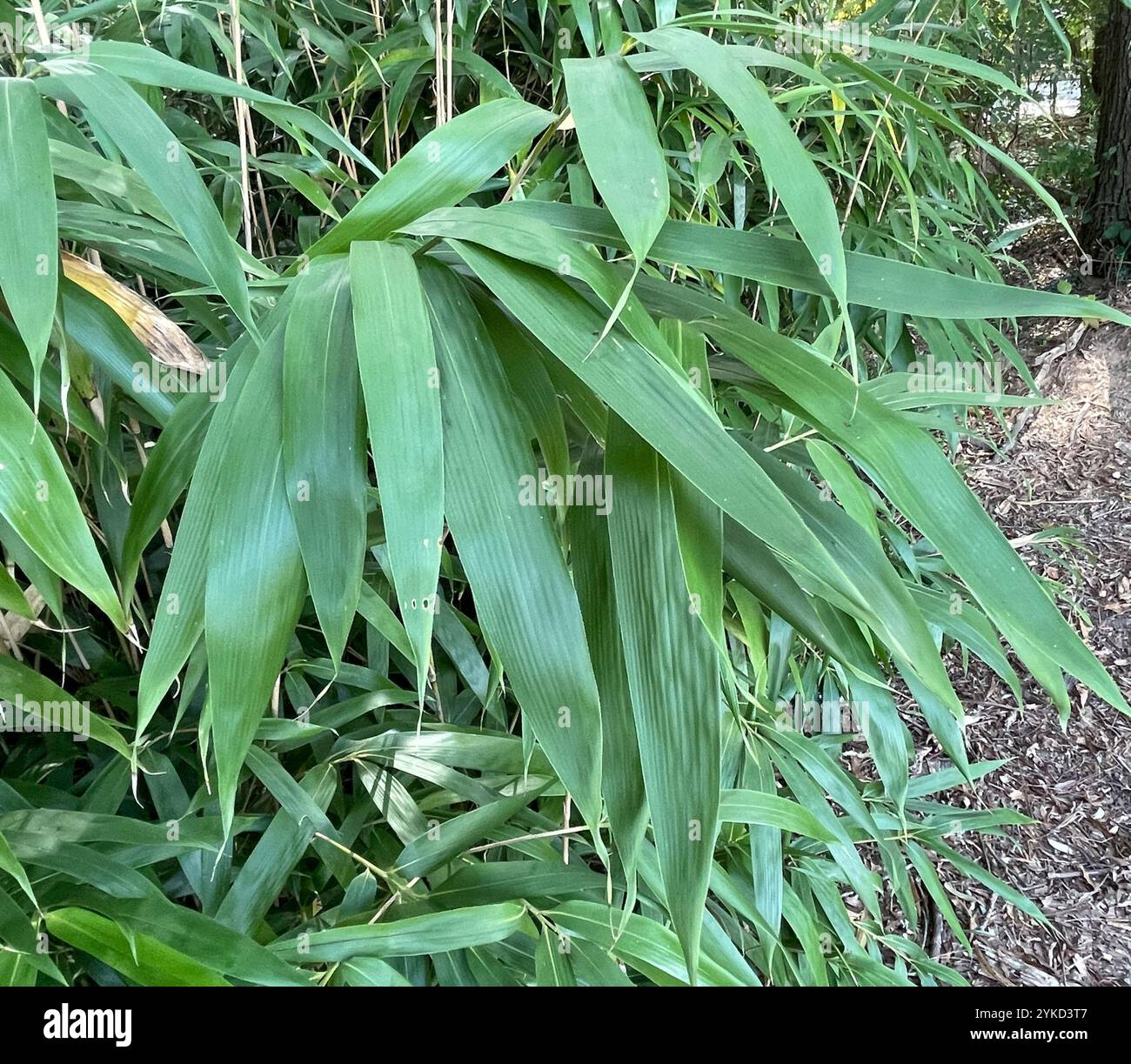 river cane (Arundinaria gigantea Stock Photo - Alamy