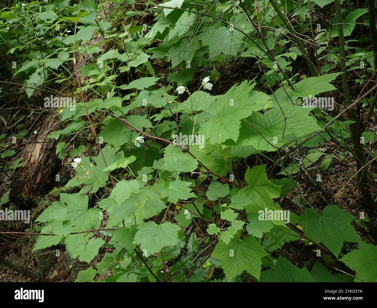 thimbleberry gallmaker (Diastrophus kincaidii Stock Photo - Alamy