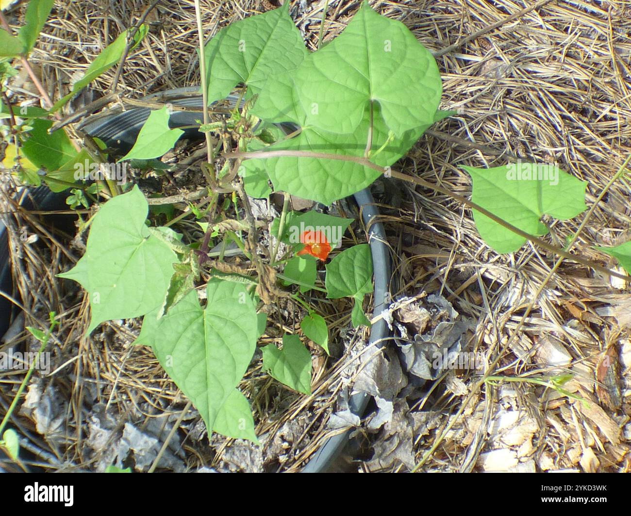 red morning glory (Ipomoea coccinea Stock Photo - Alamy