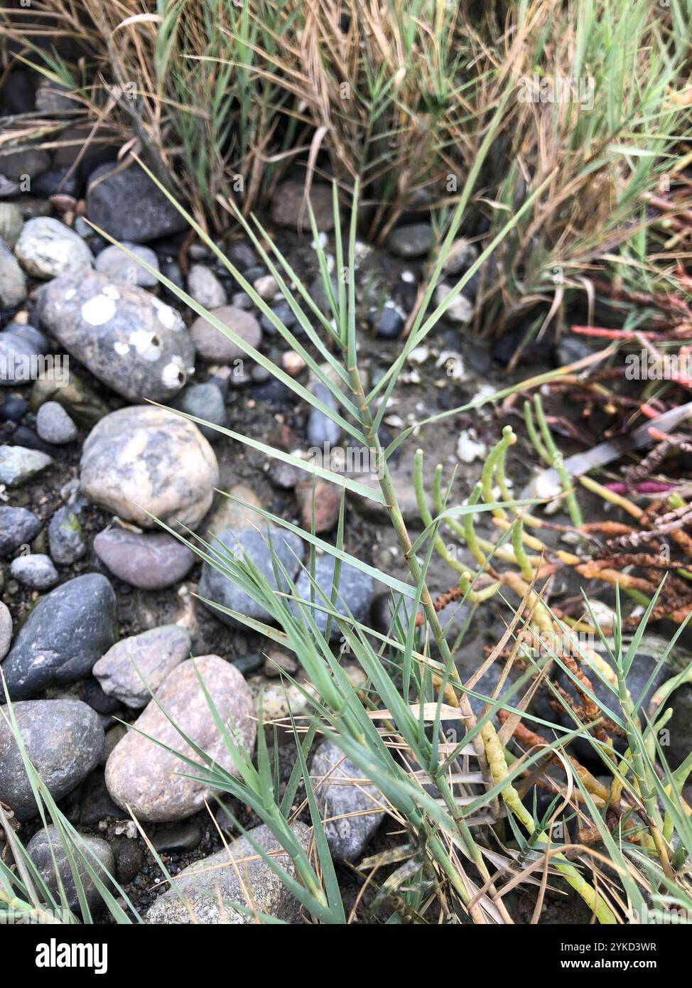 Saltgrass (Distichlis spicata Stock Photo - Alamy