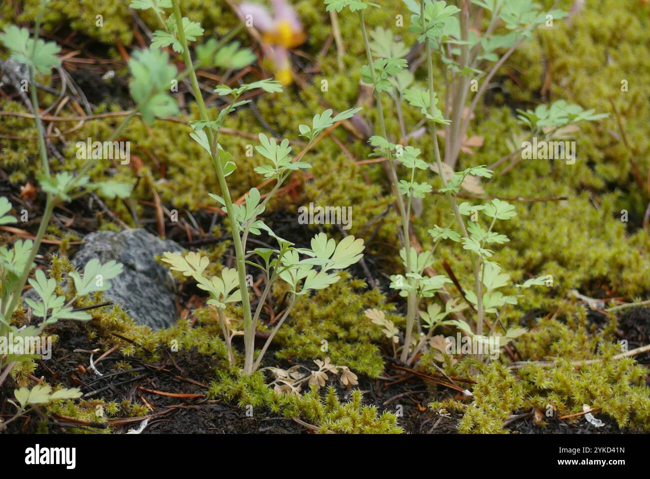 rock harlequin (Capnoides sempervirens Stock Photo - Alamy