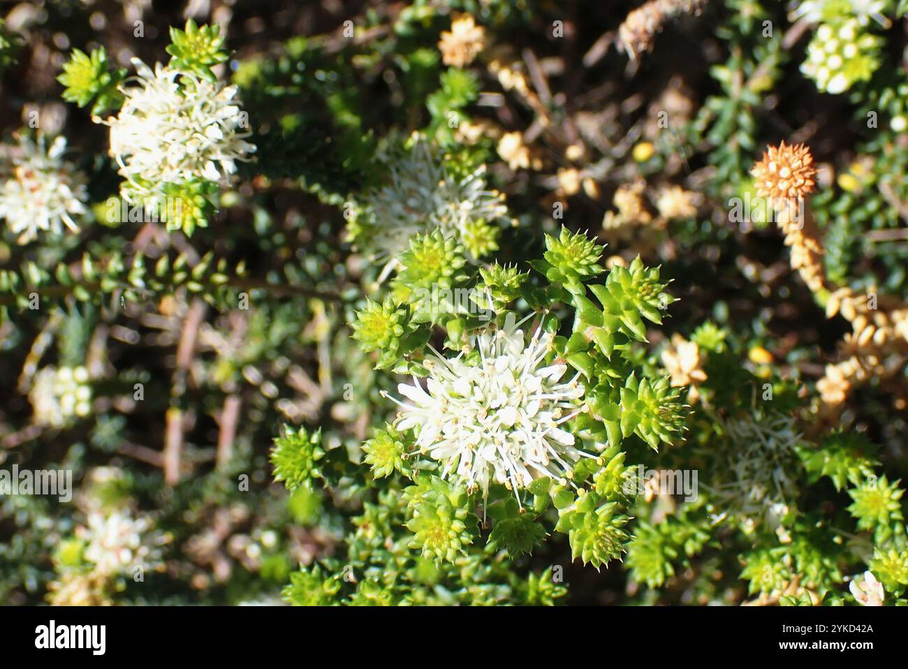 Garlic Buchu (Agathosma apiculata Stock Photo - Alamy