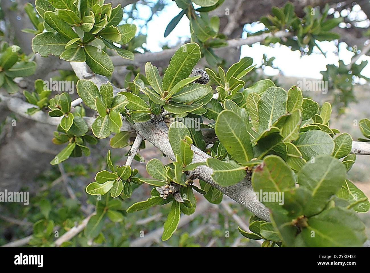 Pappea capensis hi-res stock photography and images - Alamy