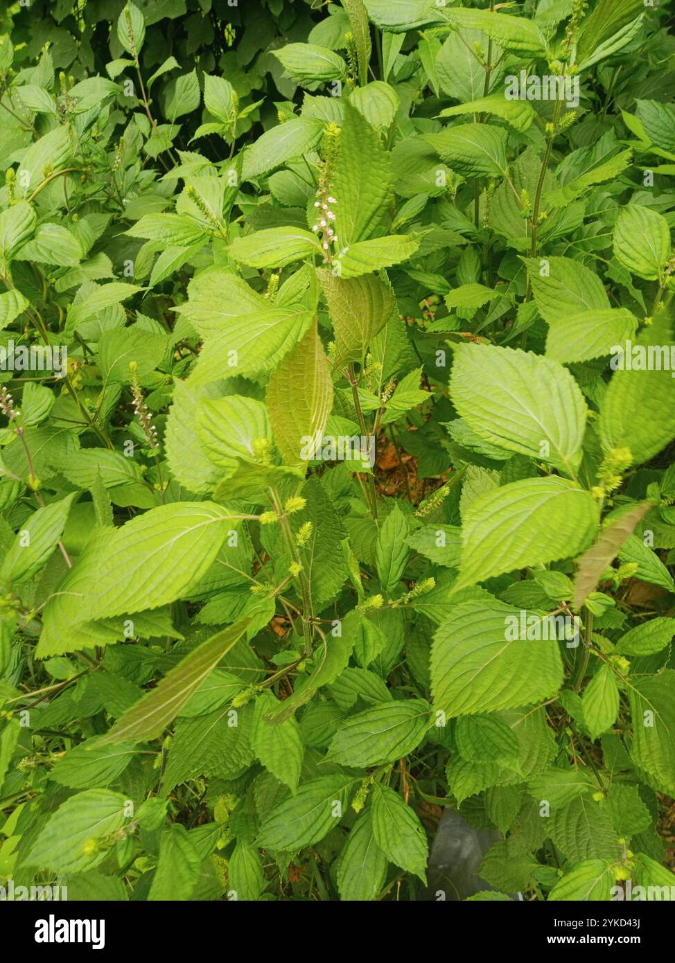 beefsteak plant (Perilla frutescens Stock Photo - Alamy