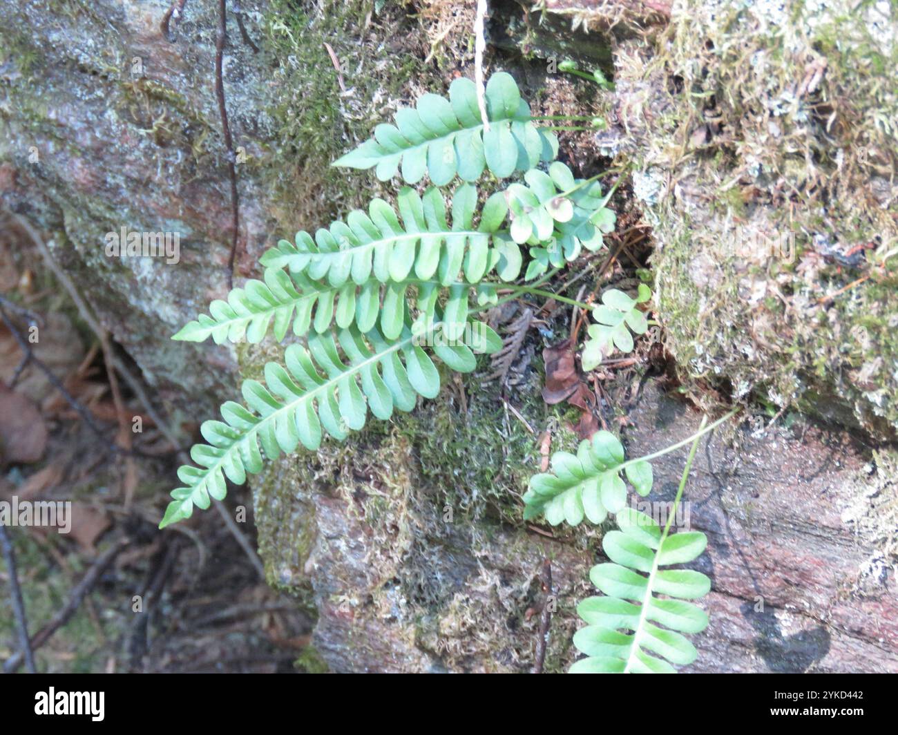 western polypody (Polypodium hesperium Stock Photo - Alamy