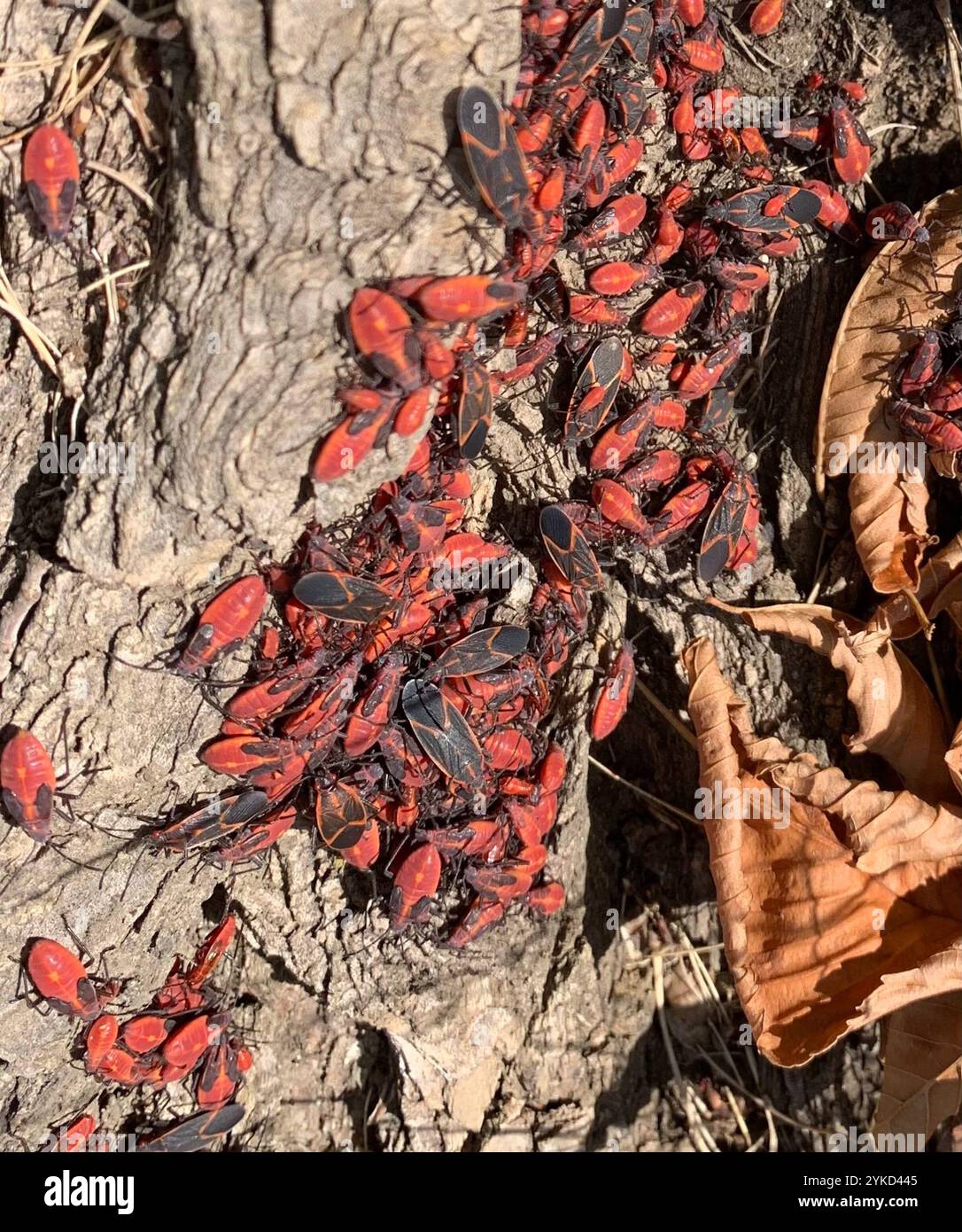 Eastern Boxelder Bug (Boisea trivittata Stock Photo - Alamy