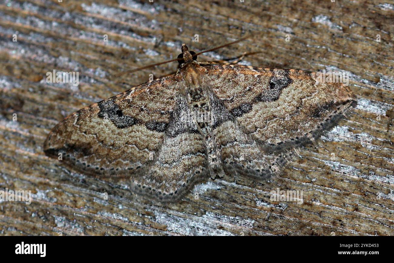 Gem Moth (Orthonama obstipata Stock Photo - Alamy