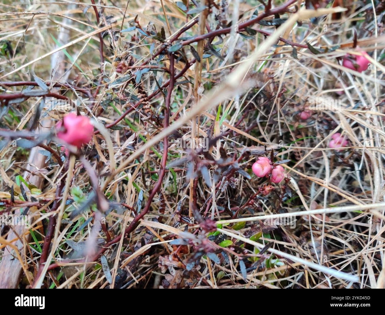 Macrostigma hi-res stock photography and images - Alamy