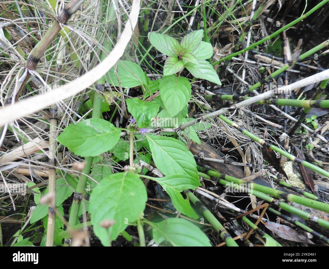corn mint (Mentha arvensis Stock Photo - Alamy