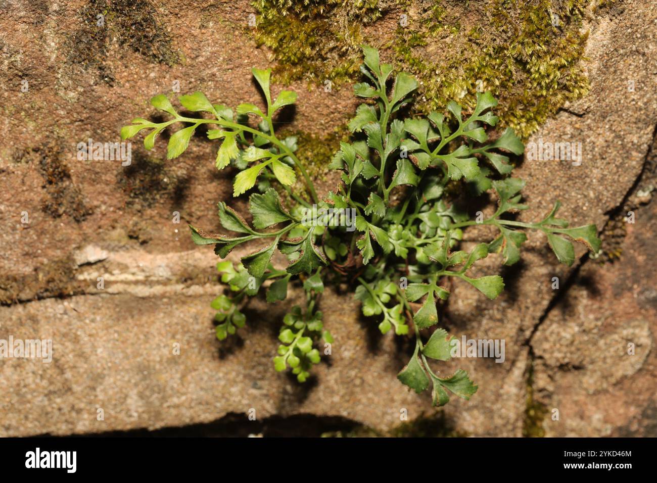wall-rue (Asplenium ruta-muraria Stock Photo - Alamy