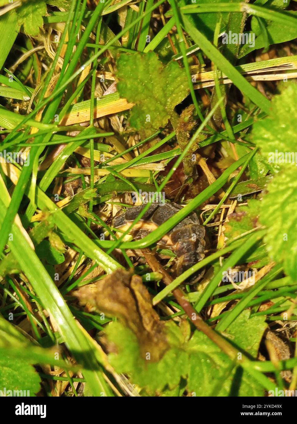 European Glow-worm (Lampyris noctiluca Stock Photo - Alamy