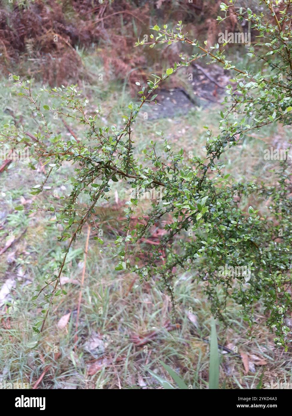 Coprosma bush hi-res stock photography and images - Alamy