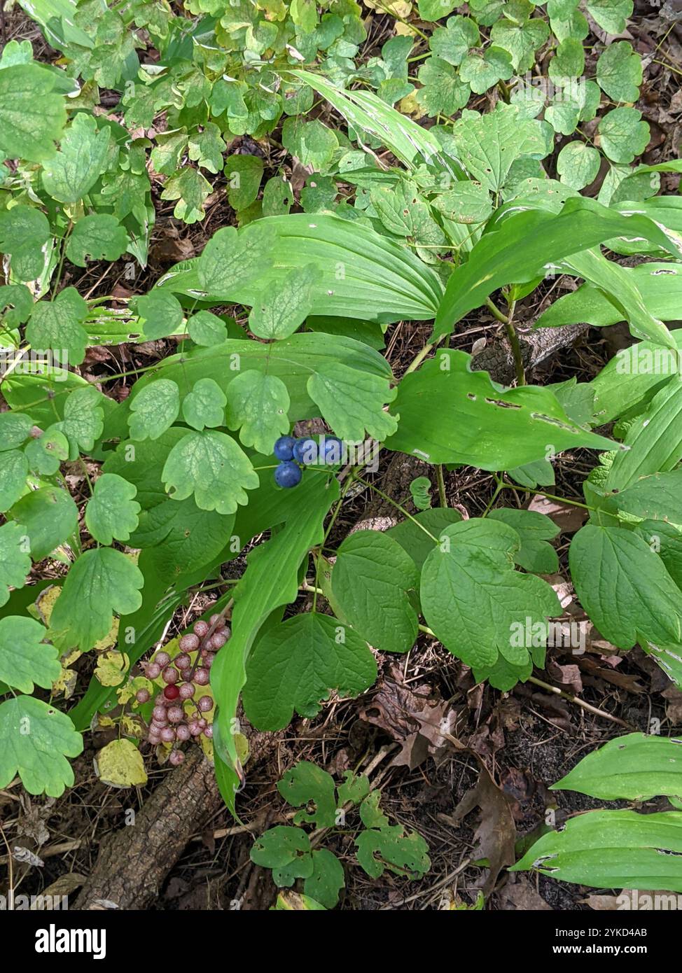 blue cohosh (Caulophyllum thalictroides Stock Photo - Alamy