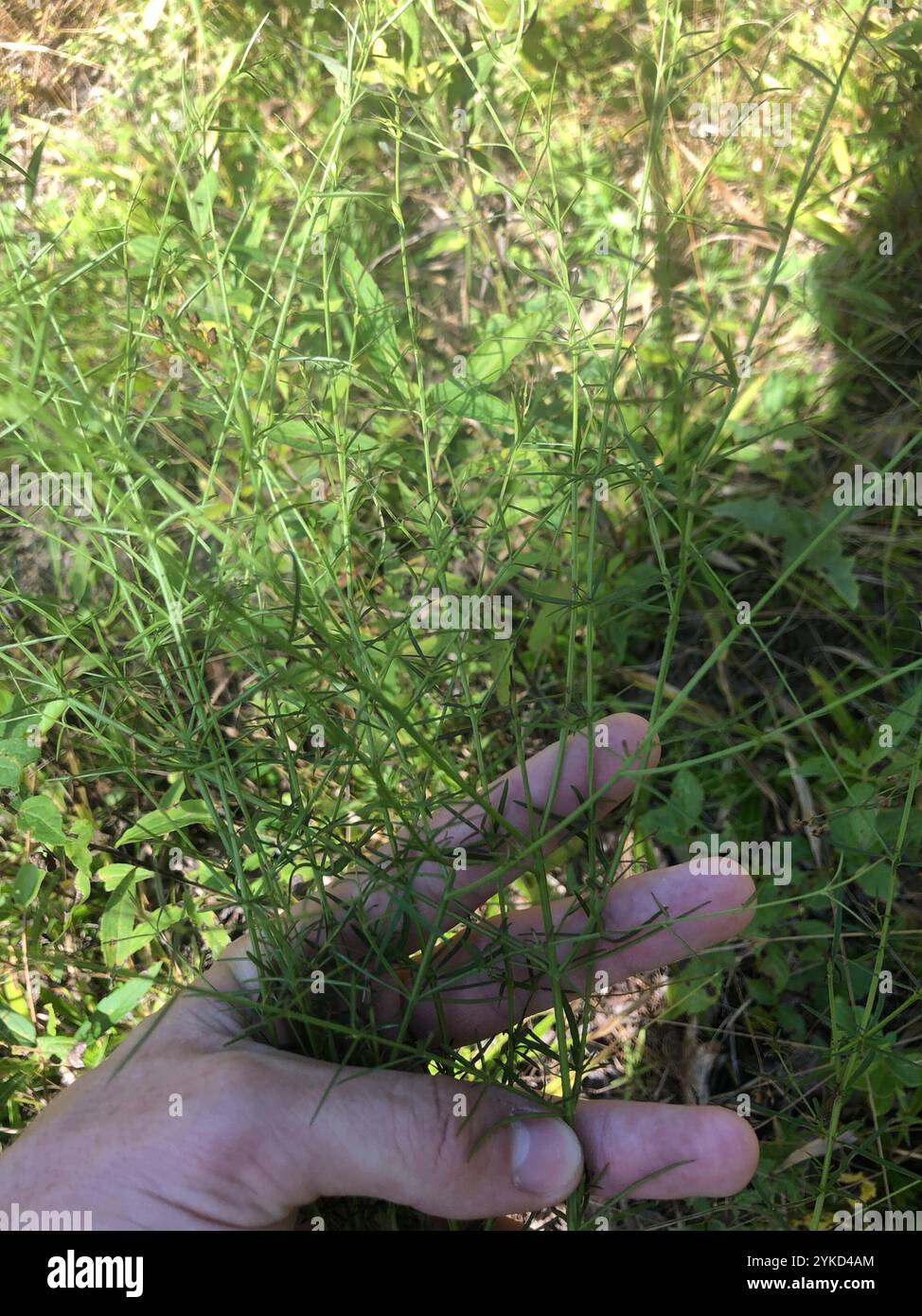Purple agalinis hi-res stock photography and images - Alamy