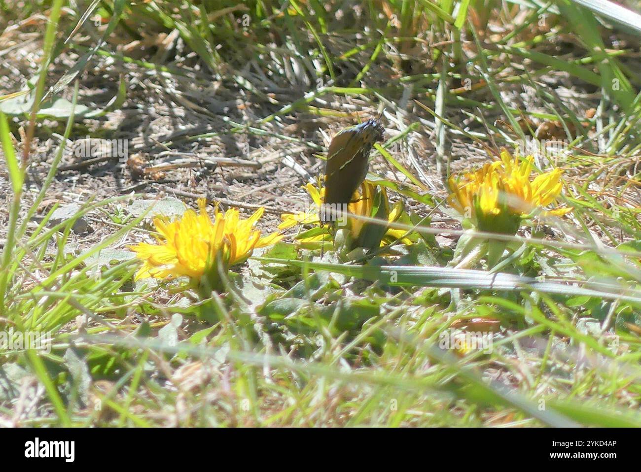 Callophrys spinetorum hi-res stock photography and images - Alamy