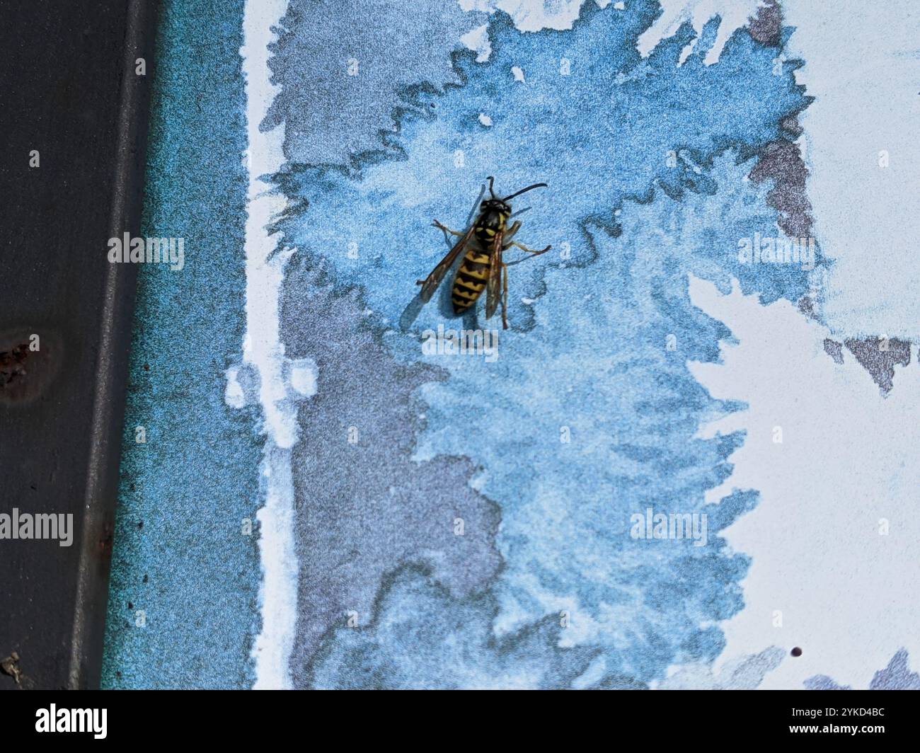 Downy Yellowjacket (Vespula flavopilosa Stock Photo - Alamy