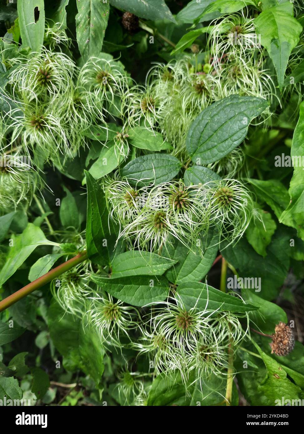 virgin's-bower (Clematis virginiana Stock Photo - Alamy