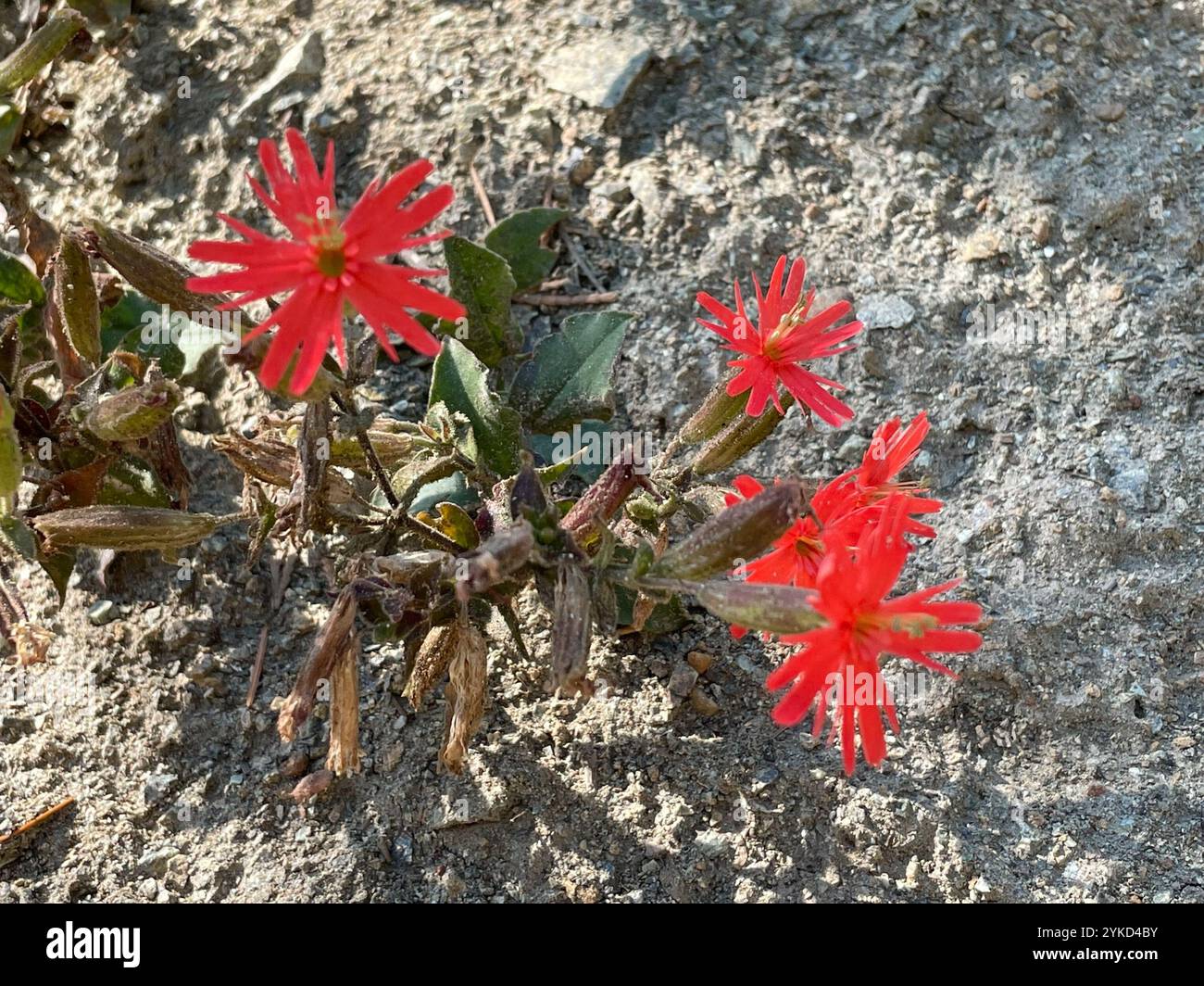 cardinal catchfly (Silene laciniata Stock Photo - Alamy