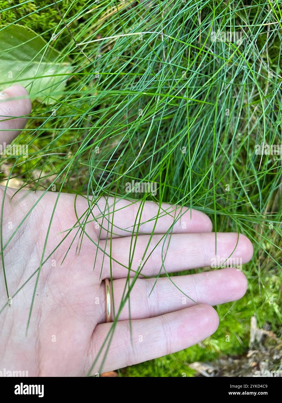 Carex eburnea hi-res stock photography and images - Alamy