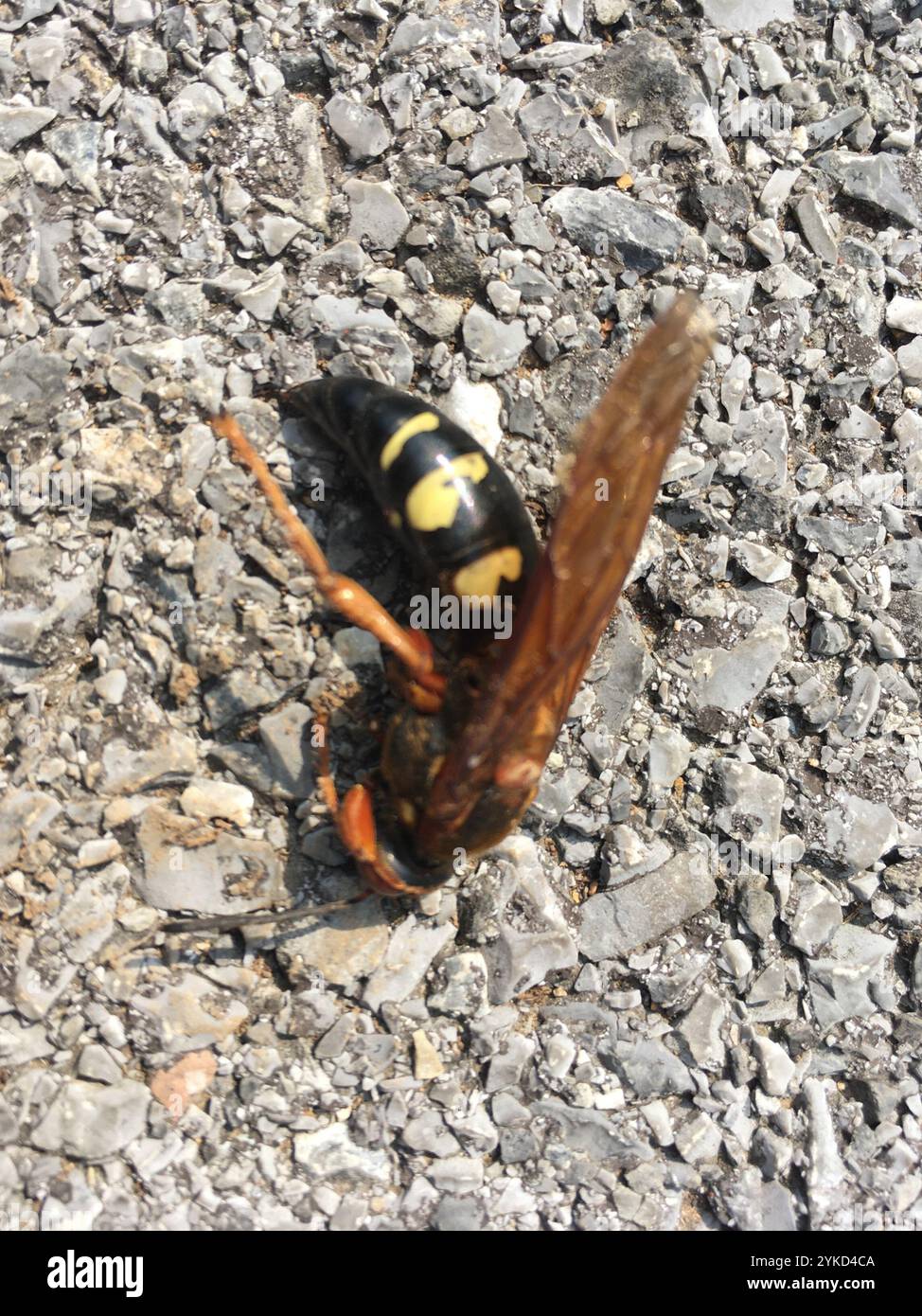 Eastern Cicada-killer Wasp (Sphecius speciosus Stock Photo - Alamy
