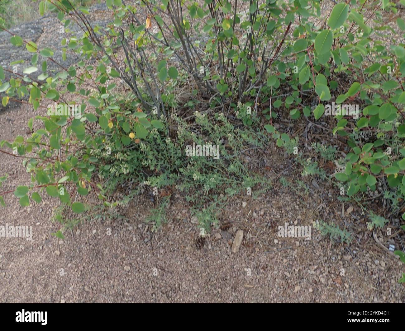 bastard toadflax (Comandra umbellata Stock Photo - Alamy