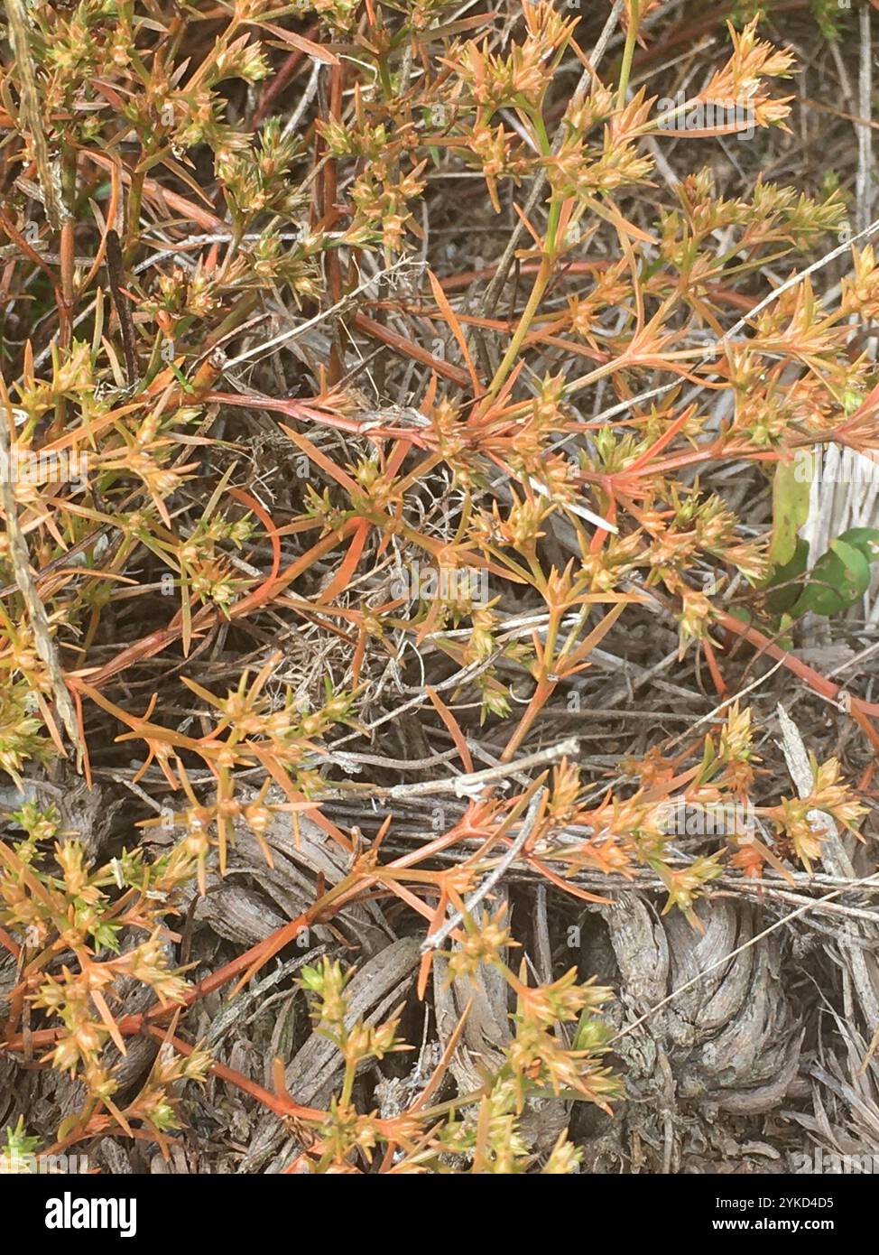 Rust Weed (Polypremum procumbens Stock Photo - Alamy