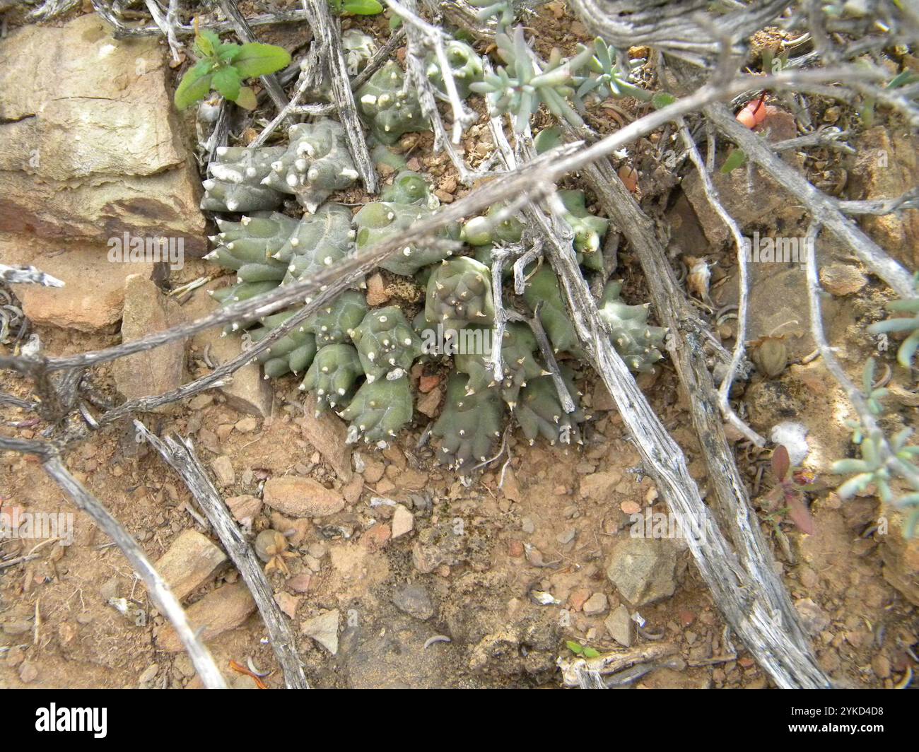 Duvalia hi-res stock photography and images - Alamy