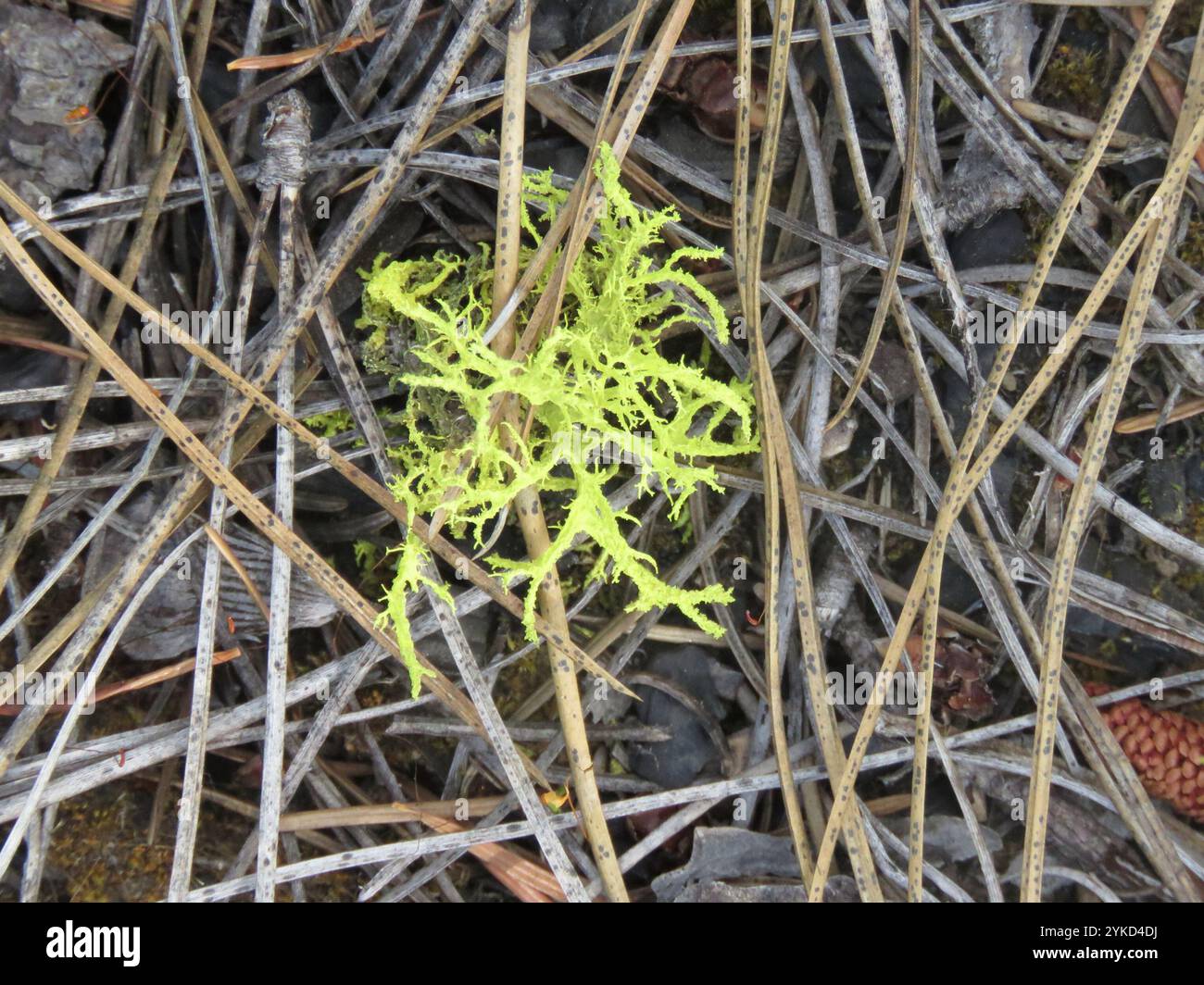 wolf lichen (Letharia vulpina Stock Photo - Alamy
