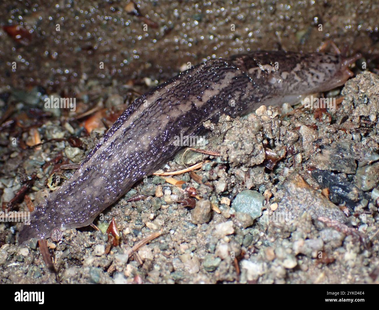 Leopard Slug (Limax maximus Stock Photo - Alamy