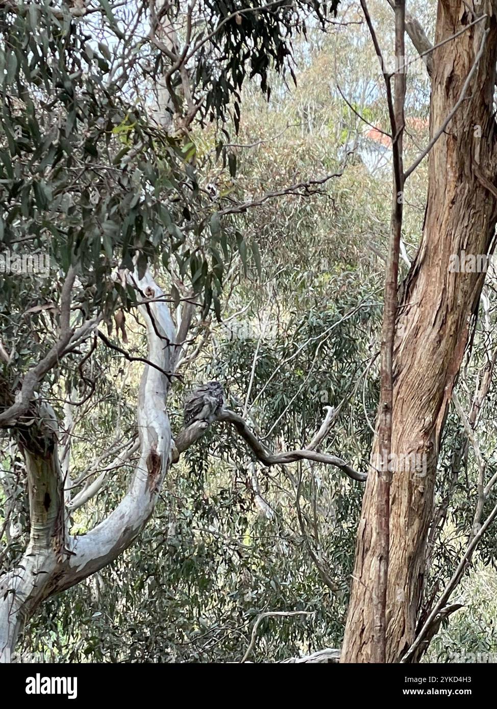 Tawny Frogmouth (Podargus strigoides Stock Photo - Alamy