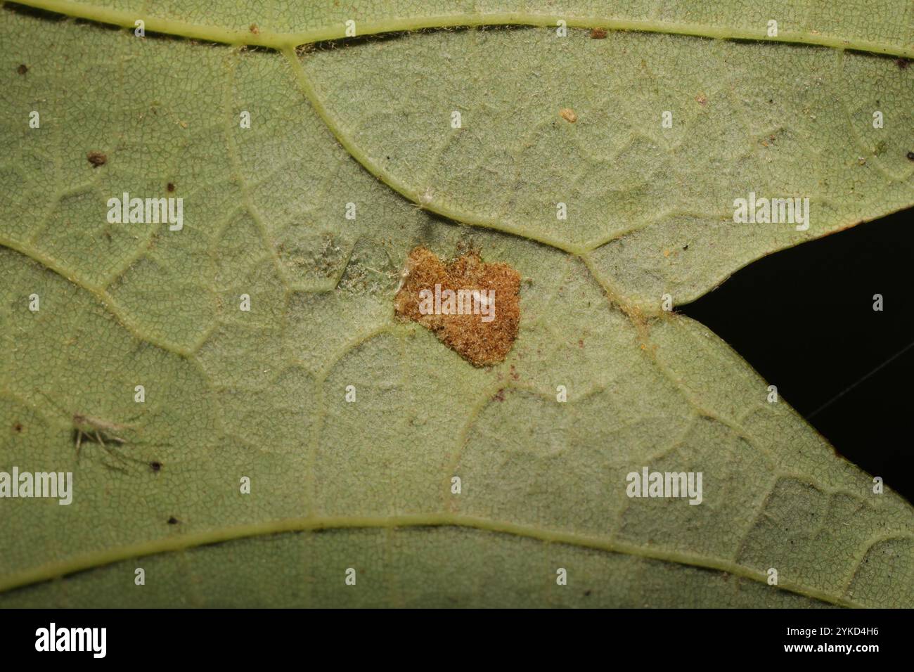 Sycamore Felt Gall Mite (Aceria pseudoplatani Stock Photo - Alamy