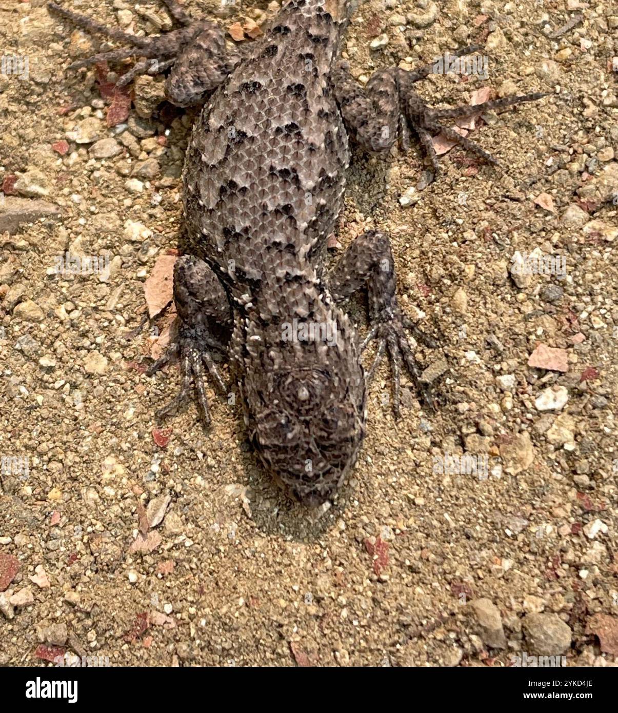Coast Range Fence Lizard (Sceloporus occidentalis bocourtii Stock Photo ...