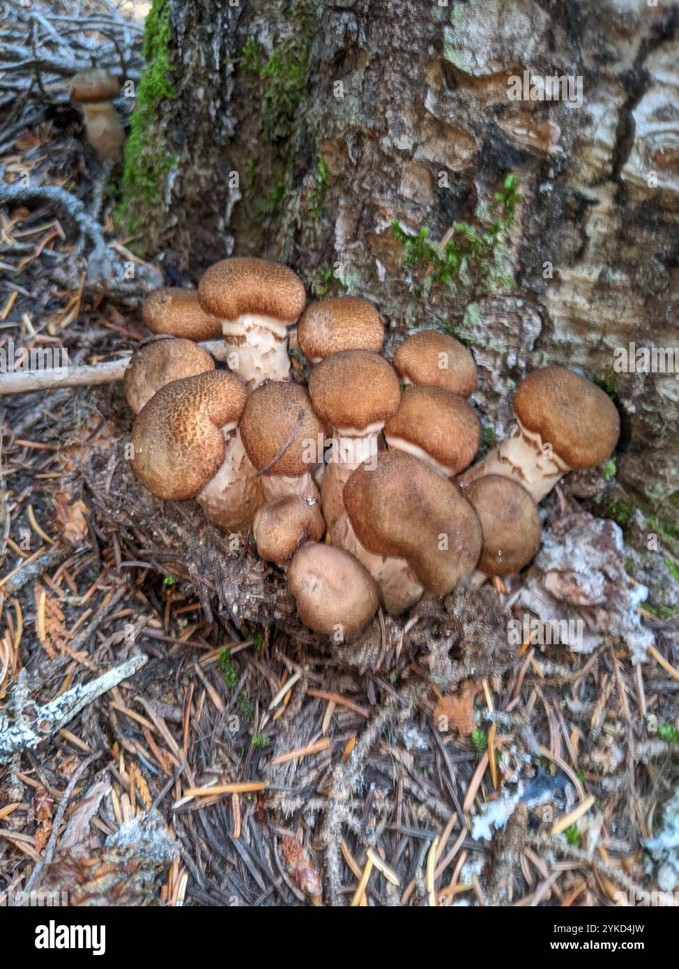 honey mushrooms (Armillaria Stock Photo - Alamy