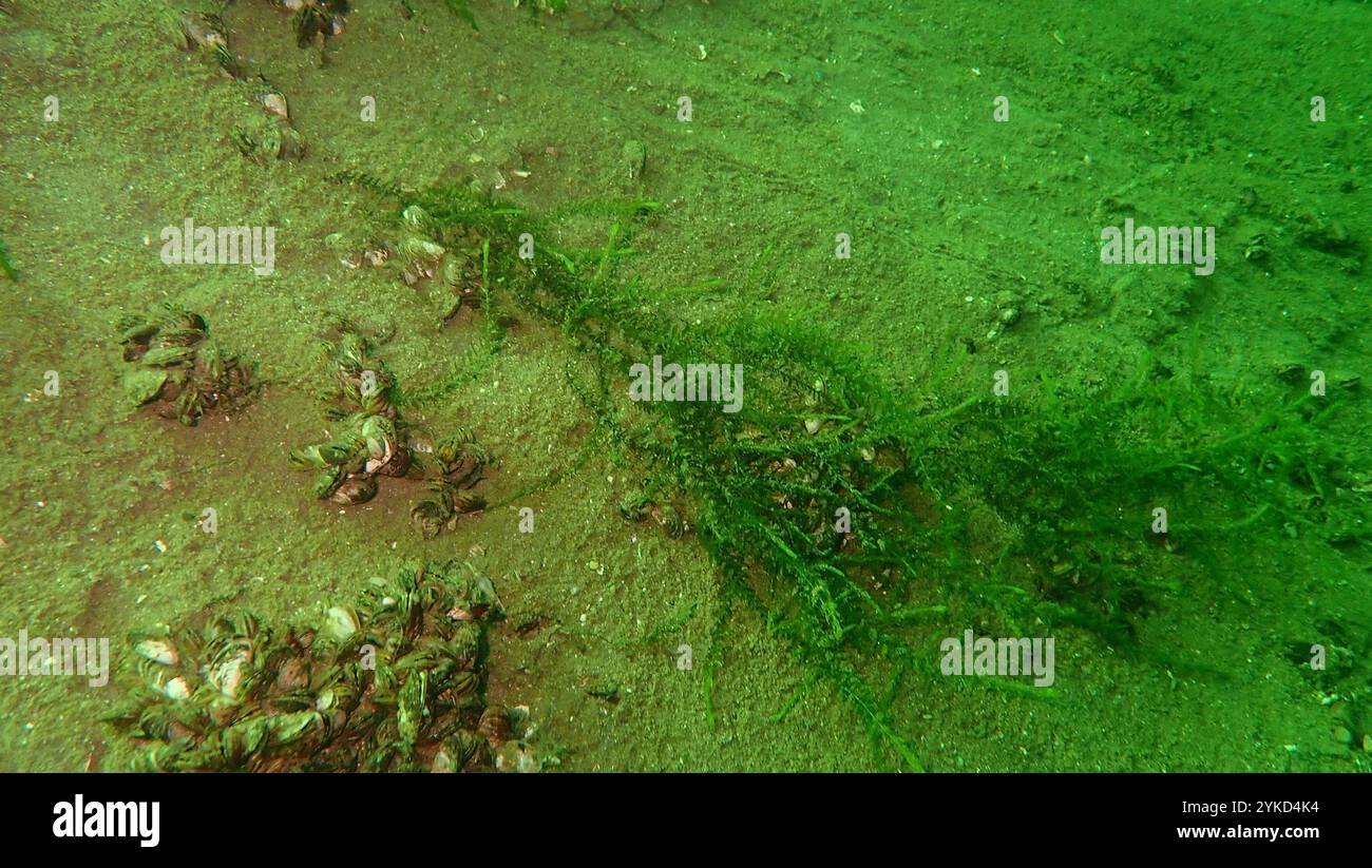 Canadian Waterweed (Elodea canadensis Stock Photo - Alamy