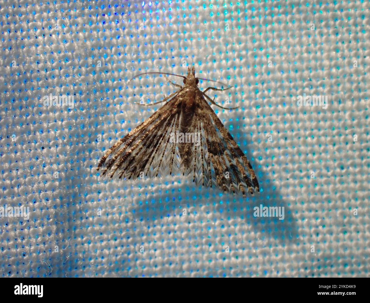 Montana Six-plume Moth (Alucita montana Stock Photo - Alamy