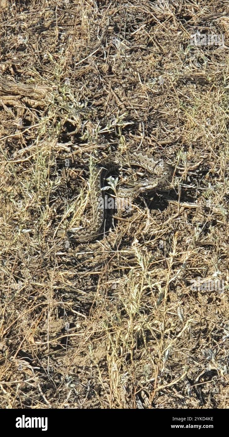 Steppe Viper (Vipera renardi Stock Photo - Alamy