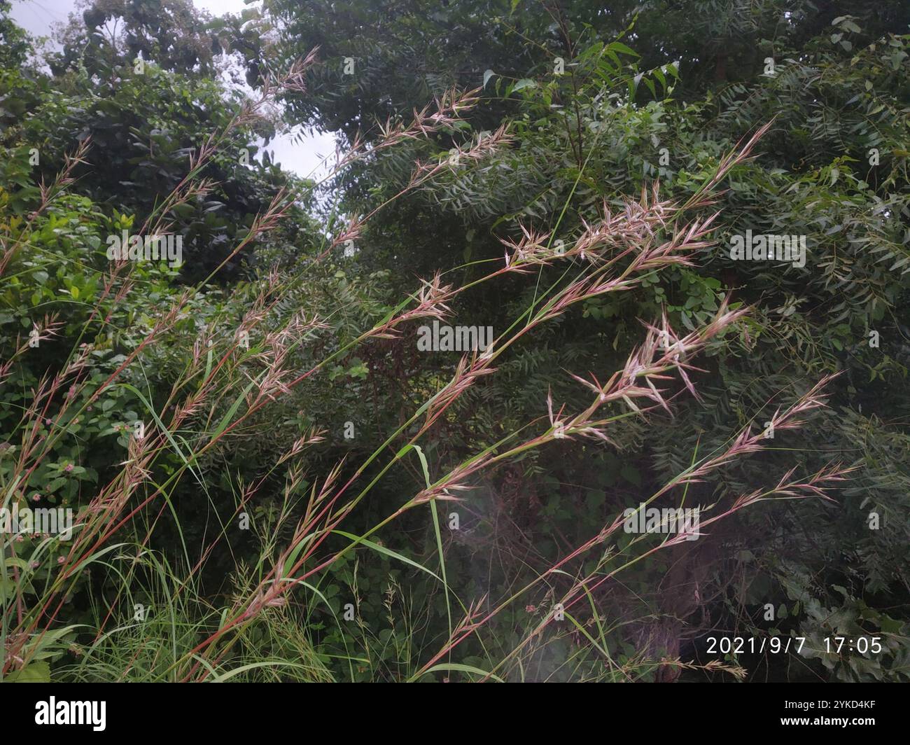 Broad-leaved Turpentine Grass (Cymbopogon caesius Stock Photo - Alamy