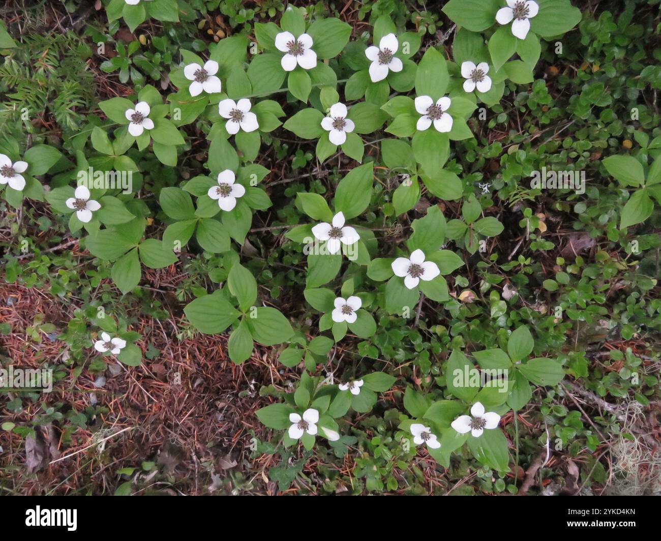 Western Bunchberry (Cornus unalaschkensis Stock Photo - Alamy