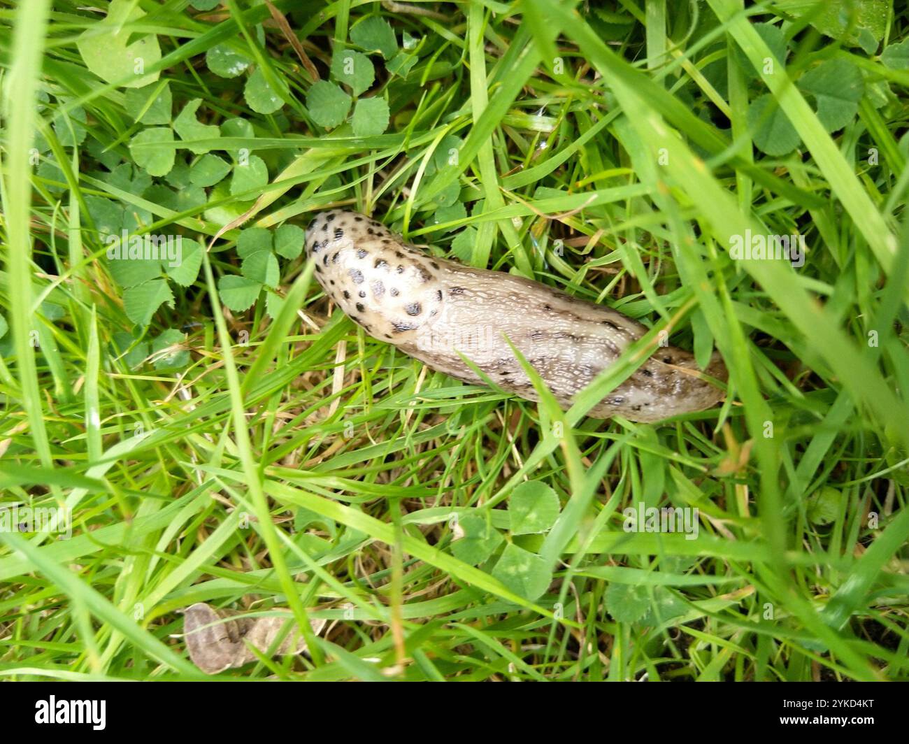 Leopard Slug (Limax maximus Stock Photo - Alamy