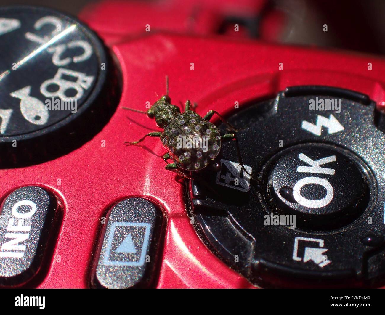 Marsh Ground Beetles (Elaphrus Stock Photo - Alamy