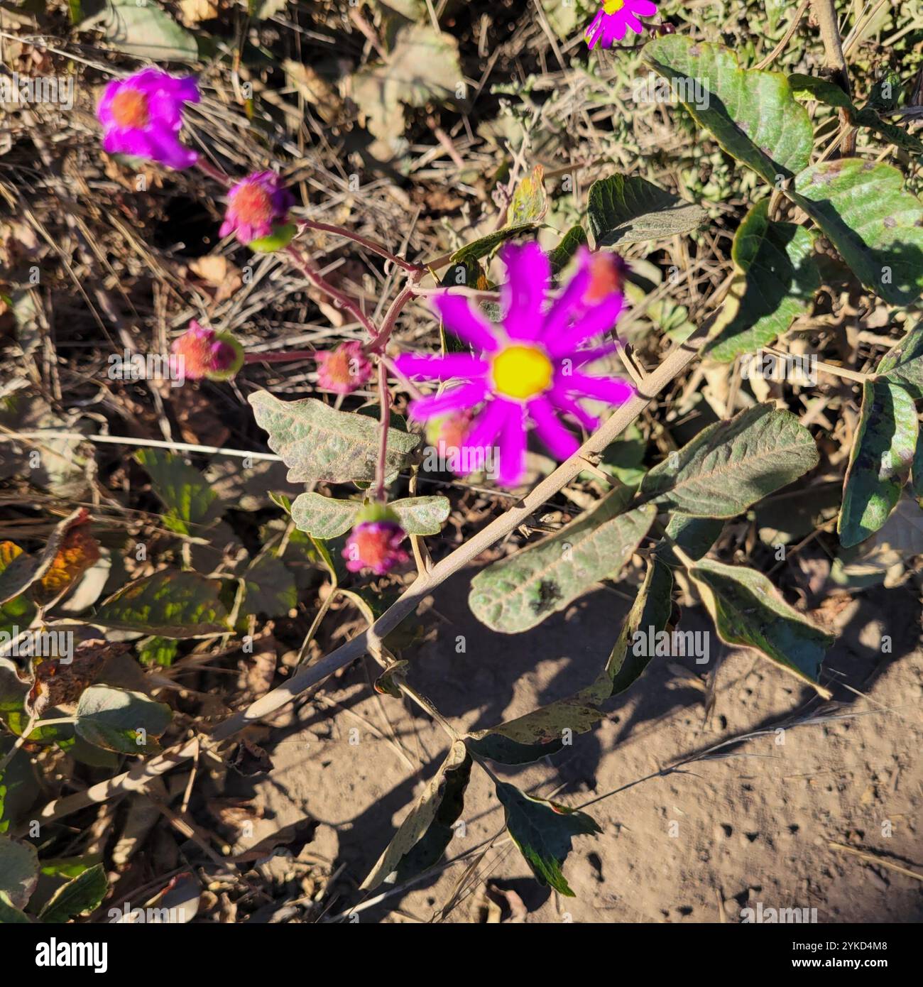 Red-purple Ragwort (Senecio elegans Stock Photo - Alamy