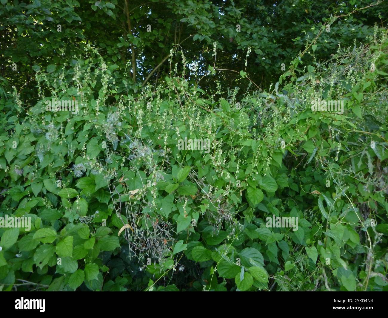 Copse-bindweed (Fallopia dumetorum Stock Photo - Alamy