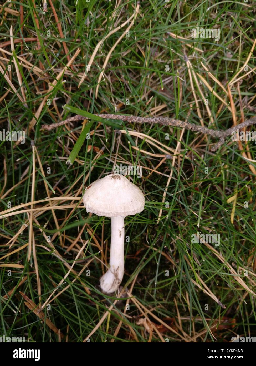 Inocybe geophylla hi-res stock photography and images - Alamy
