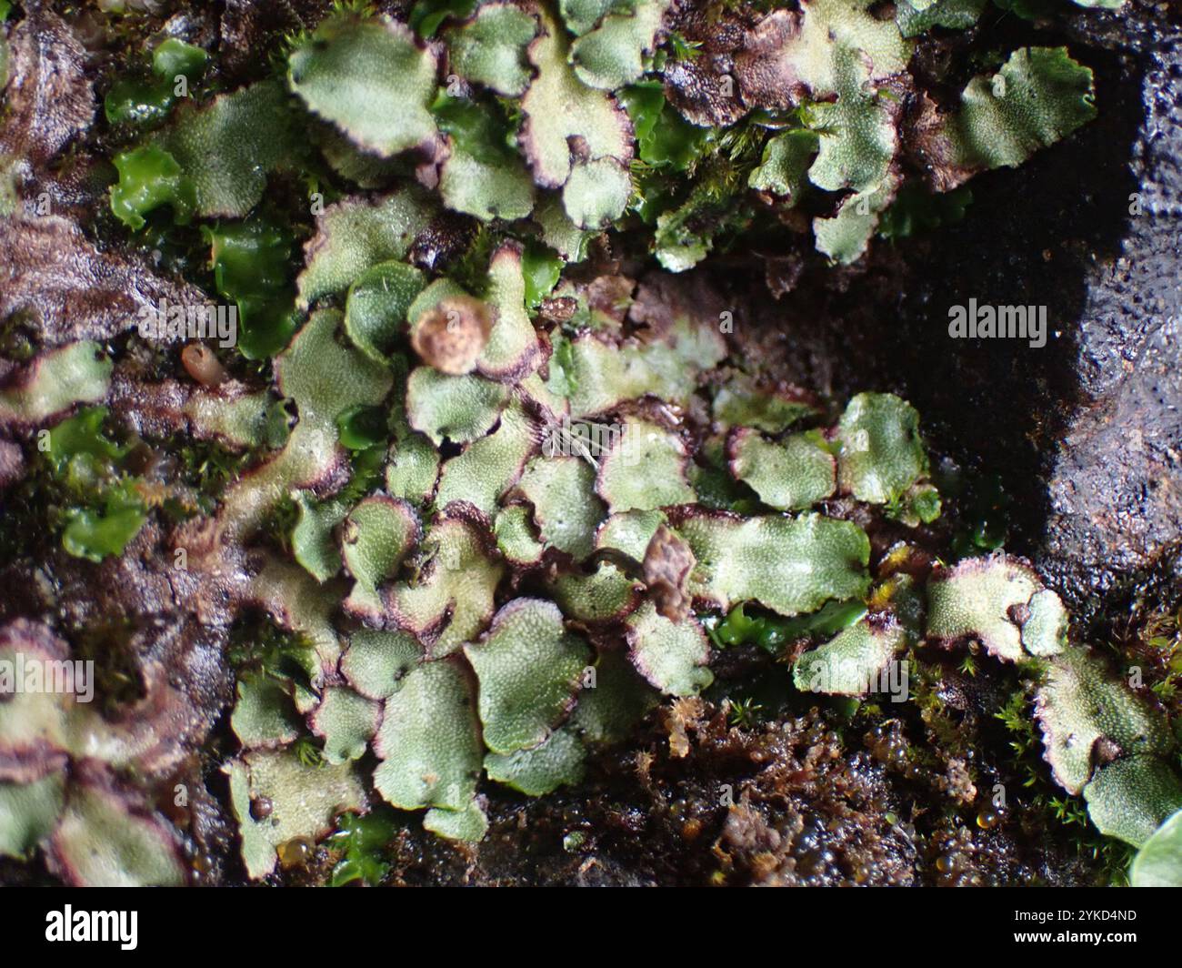 Narrow Mushroom-headed Liverwort (Marchantia quadrata Stock Photo - Alamy