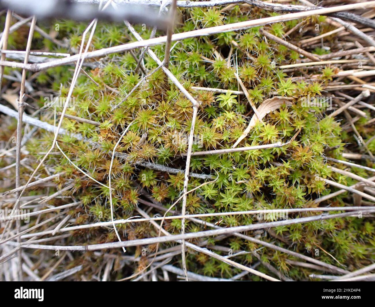Star Moss (Syntrichia ruralis Stock Photo - Alamy