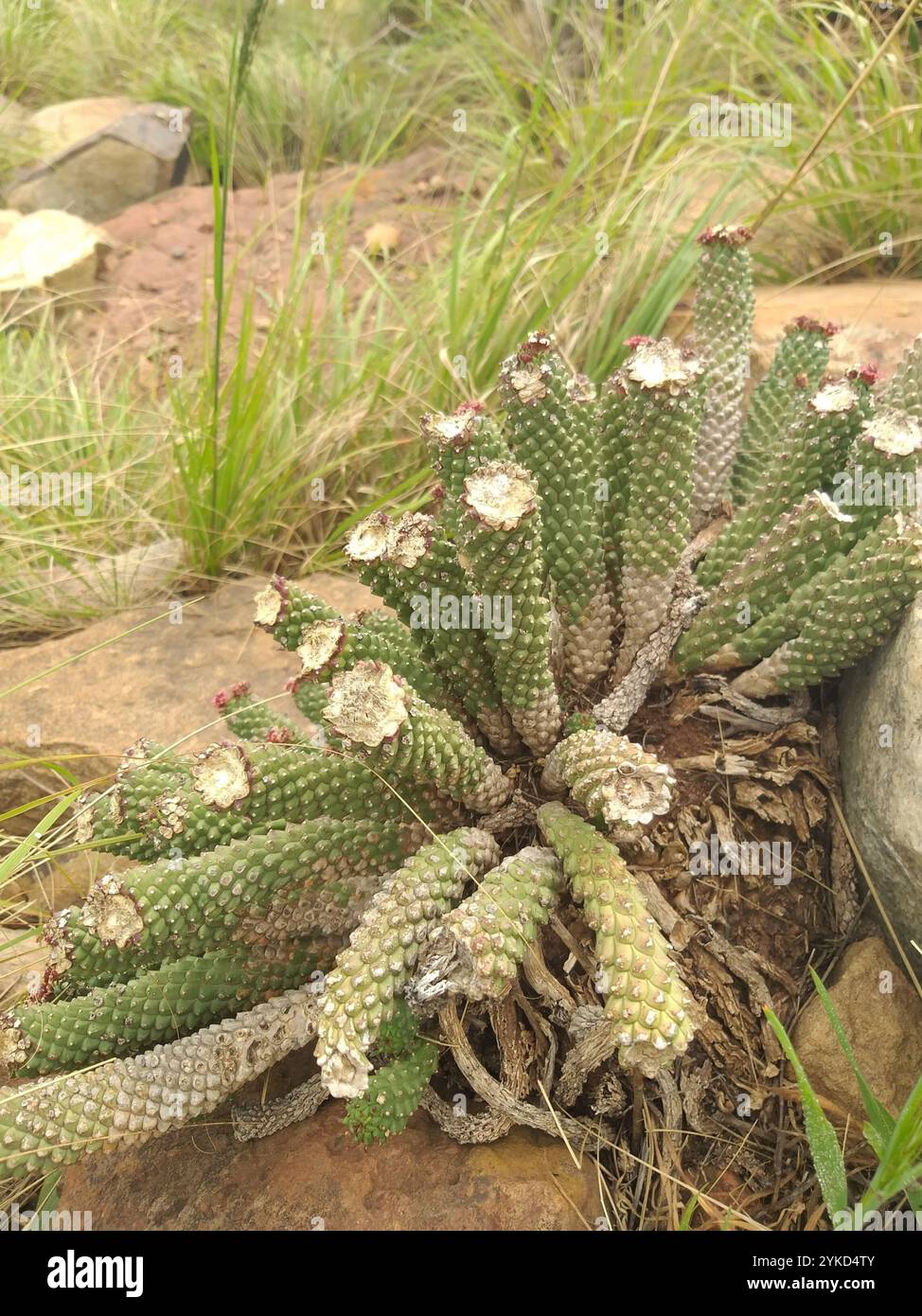 Euphorbia caput medusae medusas head hi-res stock photography and ...