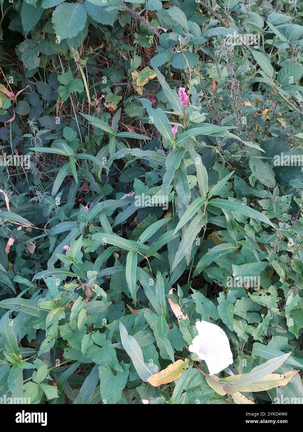 water smartweed (Persicaria amphibia Stock Photo - Alamy