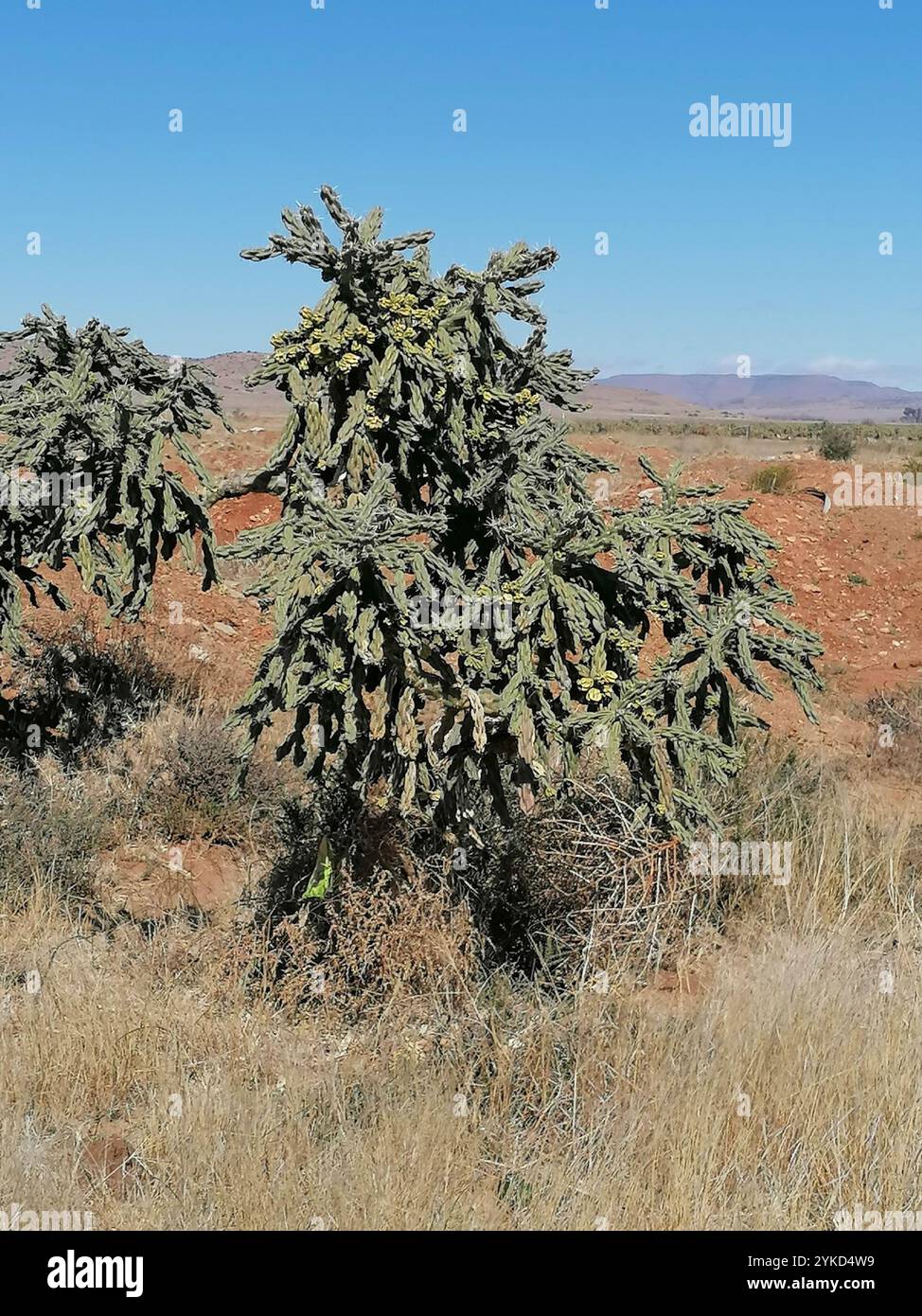 tree cholla (Cylindropuntia imbricata Stock Photo - Alamy