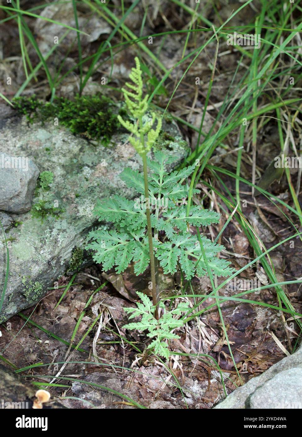 Cutleaf Grapefern (Sceptridium dissectum Stock Photo - Alamy