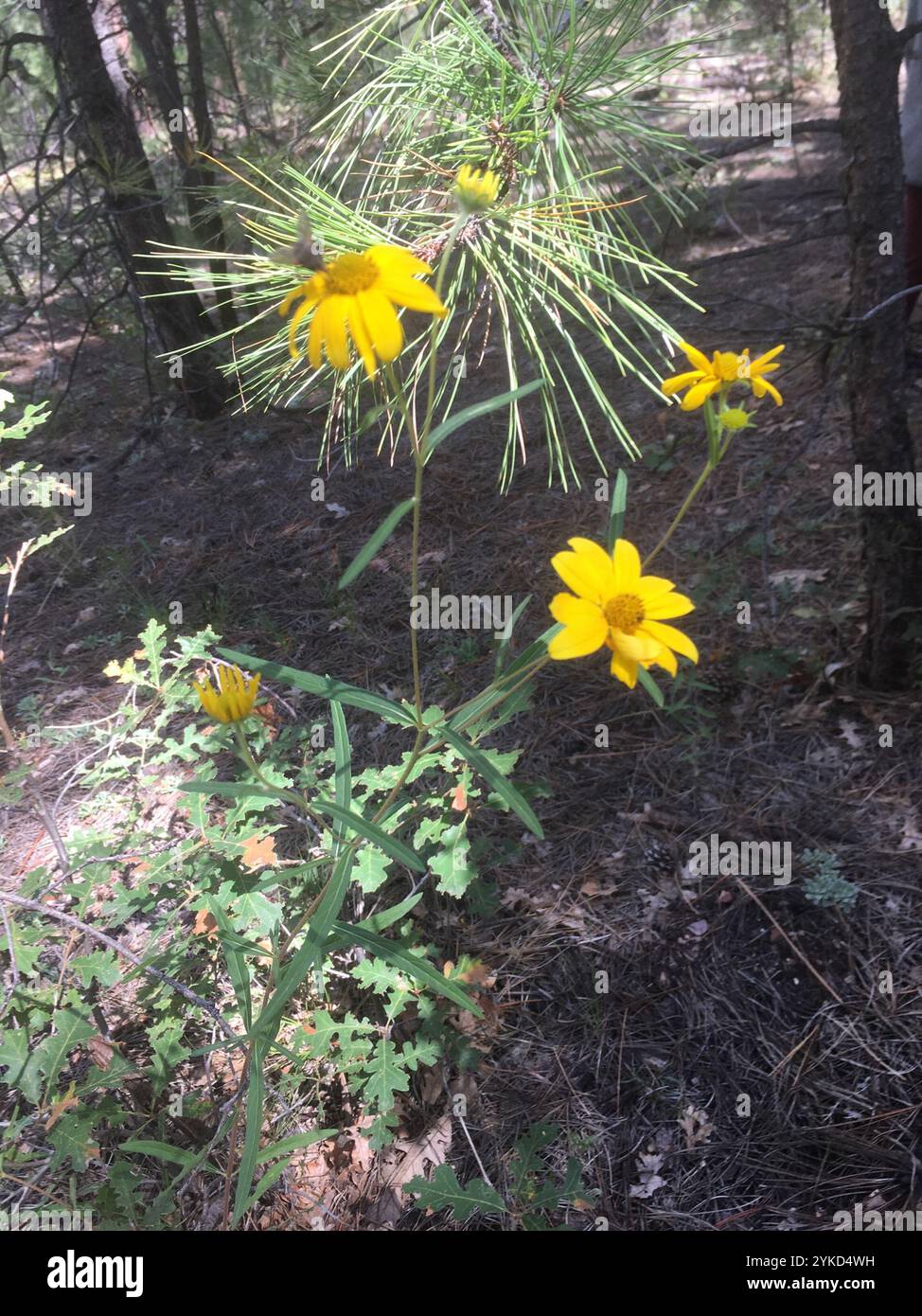 Showy goldeneye hi-res stock photography and images - Alamy